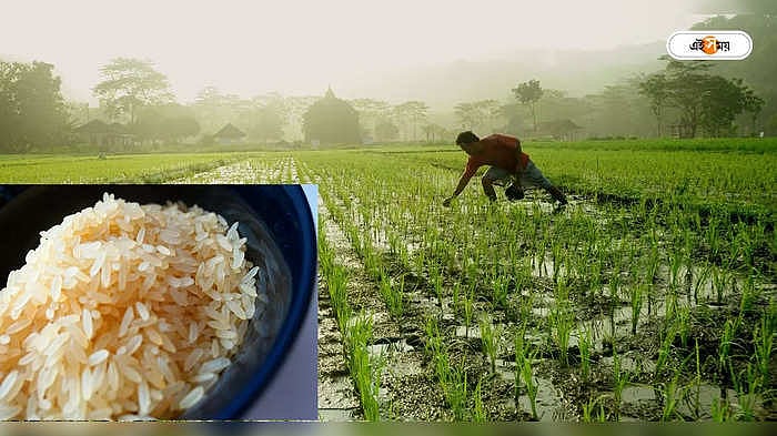 Rice Price Hike: বিশ্ব বাজারে অগ্নিমূল্য চাল, ভারতেও দামি হচ্ছে একমুঠো ...