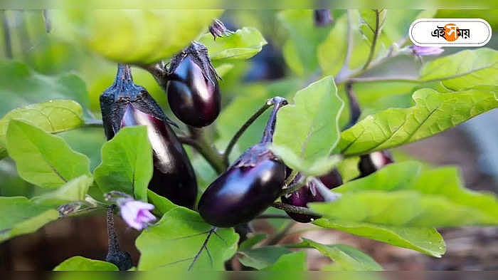 Begun : নামে বেগুন হলেও পরিচয় বাহারি, জানেন কী ভাবে নামকরণ হল পুষ্টিকর ...