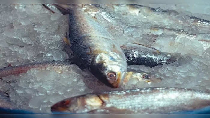 Ilish Fish | Hilsa Fish Price falls in Kolkata check weight wise rate ...