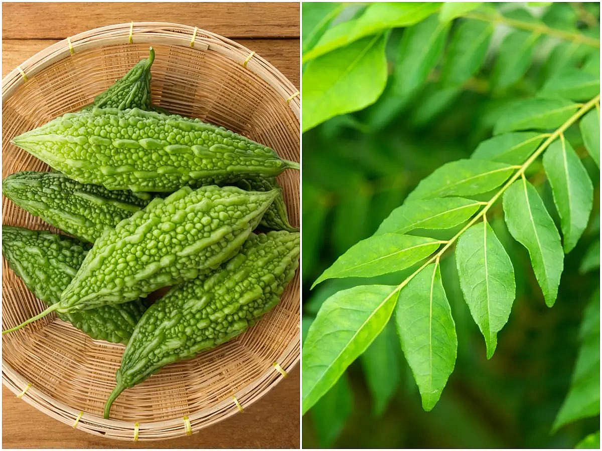 Neem Vs Bitter Gourd: স্বাস্থ্যের হাল ফেরাতে নিম খেতে হবে না উচ্ছে ...