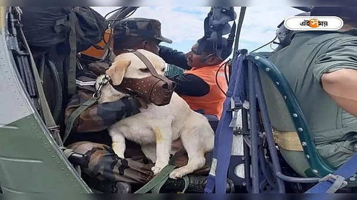 Indian Army Dog Squad: বুলেটবিদ্ধ শরীর নিয়েও রাম-কামড়! জঙ্গি ধরতে কী ...