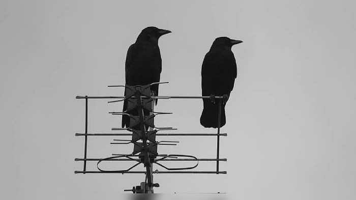 Two Crows: দুটি কাক দেখে ঘাবড়ে গেছেন? ভয় পাবনে না, এবার পাল্টে যাবে ...