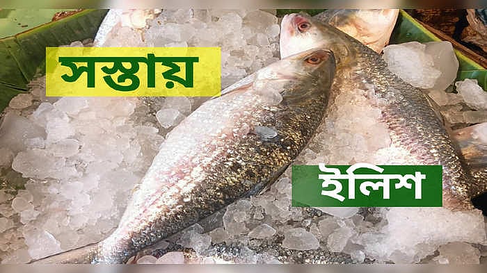 Hilsa Fish | Padma Hilsa Fish Price At Record High Check Market Rate ...
