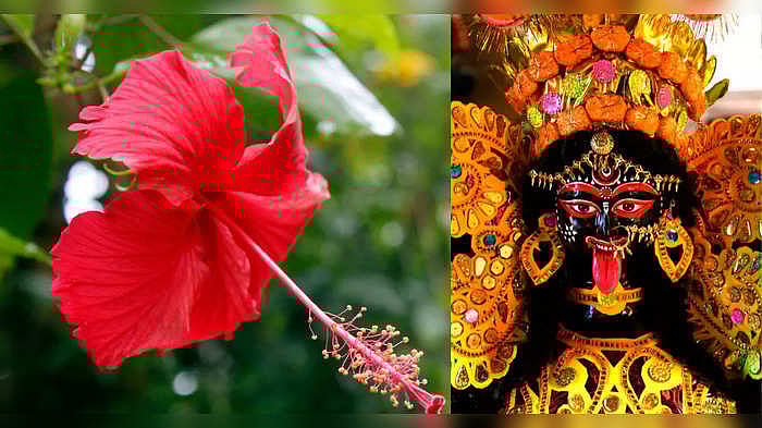 Kali Puja 2023: মা কালীর অতি প্রিয় লাল জবা, এই গাছ বাড়িতে থাকলে আসবে ...