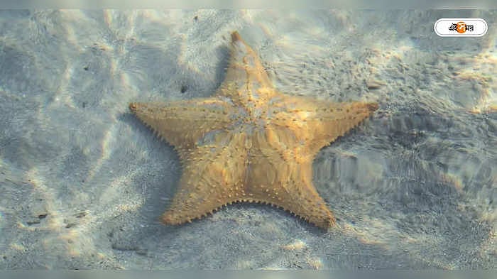 Starfish: স্টারফিশের মাথা কোথায়? কয়েকশো বছরের রহস্য উদঘাটন ...