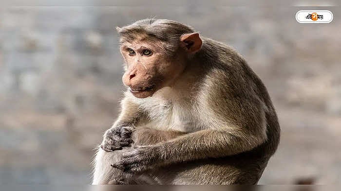 Monkey Attack in Gujarat: নখের আঁচড়ে চামড়া ফালাফালা, পেট চিরে বেরিয়ে ...