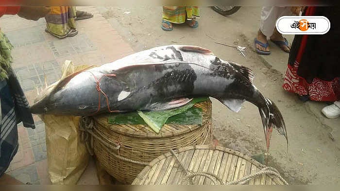 Bagar Fish 54 Kg Caught In Padma River At Rajshahi Jahajghat - পদ্মা ...