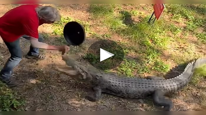 Viral Video: ফ্রাইং প্যান দিয়ে পিটিয়ে কুমির তাড়ালেন বৃদ্ধ! ভিডিয়ো ...