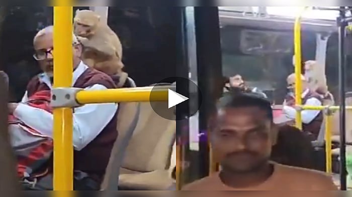 Monkey Boards Bus And Creates Panic Among Passengers Video Goes Viral ...