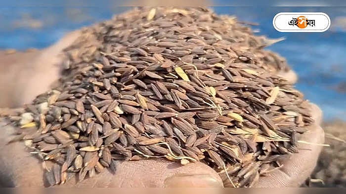 Kalonunia Rice : জি আই ট্যাগের পর ব্যাপক হারে বেড়েছে কালোনুনিয়ার চাষ ...