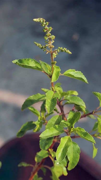 Tulsi Plant,এসব টিপস মানলে, শীতেও তুলসী গাছ তরতাজা থাকবে - useful tips ...