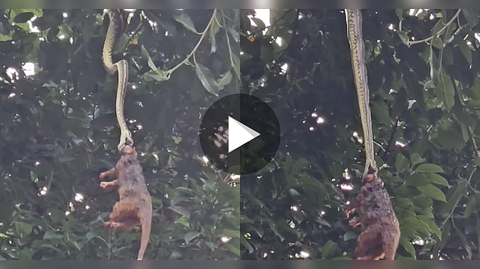Viral Snake Video,মুখে শিকার নিয়ে 12 ঘণ্টা ঝুলে রয়েছে পাইথন! সোশ্যাল ...