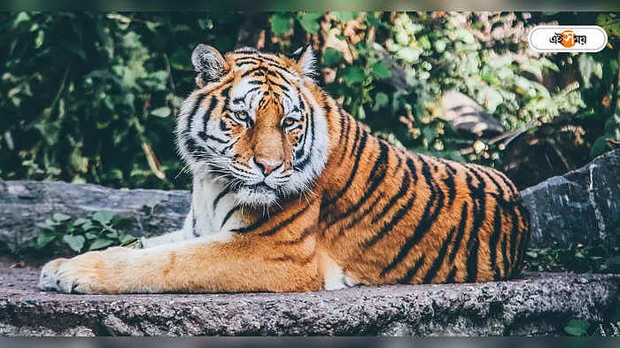 Royal Bengal Tiger : বাংলাদেশের সুন্দরবন এলাকায় বেড়েছে বাঘের সংখ্যা ...