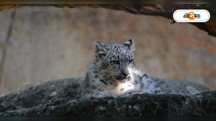 Snow Leopards : দেশে বাড়ছে বিলুপ্তপ্রায় তুষার চিতার সংখ্যা, জানালেন ...