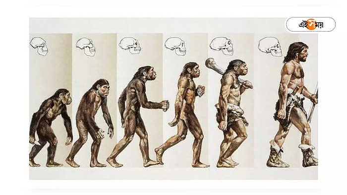 Human Ancestor Tails,কীভাবে অদৃশ্য হল মানুষের পূর্বপুরুষের লেজ? রহস্য ...