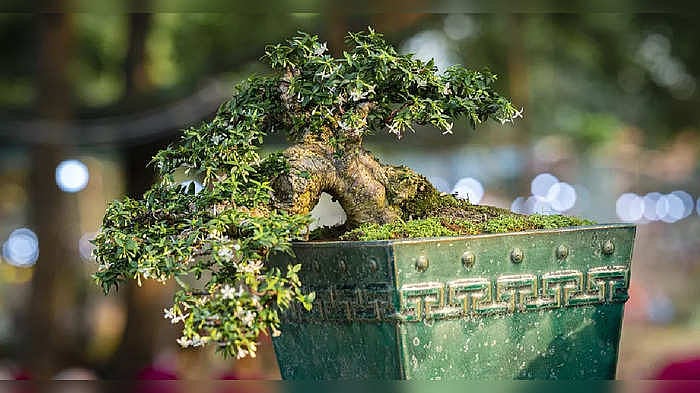 Bonsai Plant Business | Start Bonsai Plant Farming With Low Investment Check New Business Idea ...