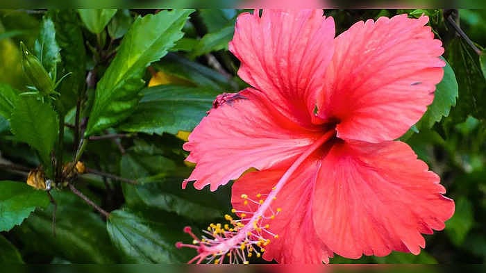 Hibiscus Flower Vastu Tips | Effective vastu upay of jaba phool to get ...