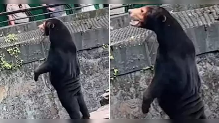 Viral Bear Video,ভালুক নাকি মানুষ! দু'পায়ে দাঁড়ানো প্রাণীকে দেখে অবাক ...