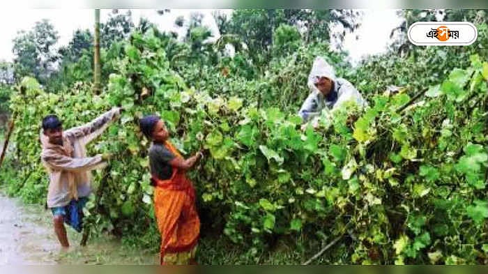 Cyclone Remal Effect,রিমেলের ছোবল চাষের খেতে, ক্ষতি আনাজের - cyclone ...