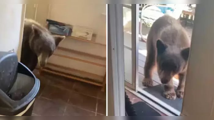 Viral Bear Video,বাড়িতে ঢুকে এল বিশাল ভালুক! তাড়াতে গিয়ে কালঘাম ছুটল ...