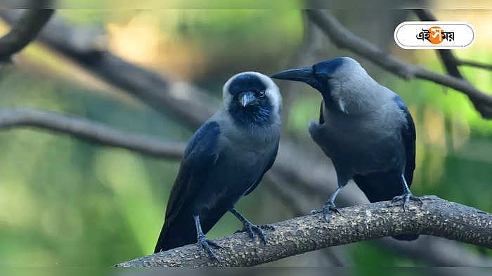 World News,কাকের বংশ লোপাটের পথে কেনিয়া! ৬ মাসে টার্গেট ১০ লাখ, কেন ...