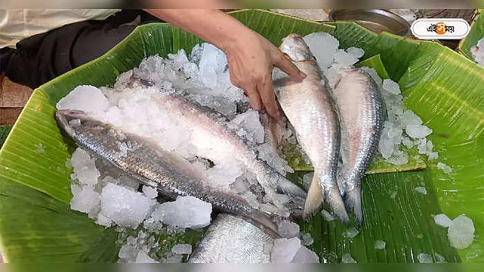 Hilsa Fish Farming At Local Pond By Central Inland Fisheries Research ...