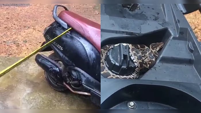 Viral Snake Video,স্কুটির ভিতরে লুকিয়ে রয়েছে পাইথন! ভিডিয়ো দেখে ভয়ে ...