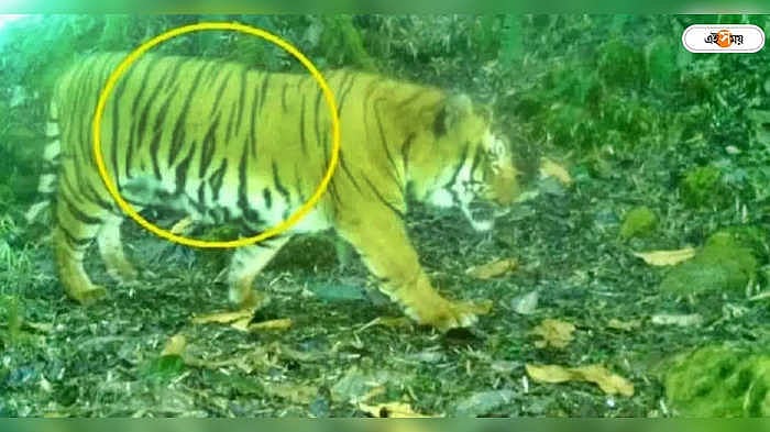 Royal Bengal Tiger In Sikkim : সাড়ে ১৪ হাজার ফুট উঁচুতে রয়্যাল বেঙ্গল ...