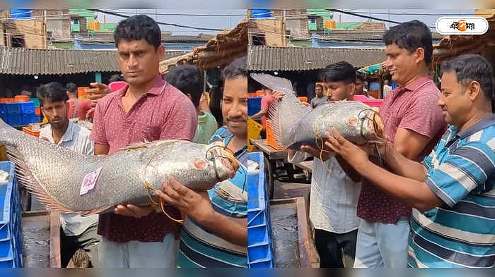 Telia Bhola Fish,দিঘায় জালে উঠল ১১ কেজির তেলিয়া ভোলা, দাম জানলে চমকে ...