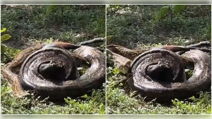 ছাগলকে পেঁচিয়ে ধরল অজগর, দেখুন হাড় হিম করা ভিডিয়ো - viral video of vhuge python attacking ...