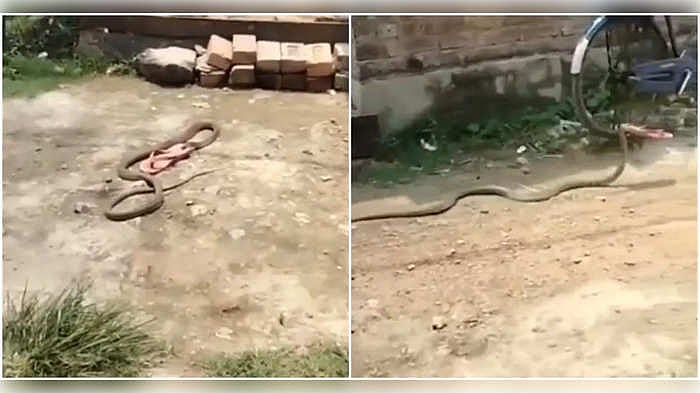 পা নেই! তবুও চপ্পল নিয়ে পগার পার সাপ, ভিডিয়ো দেখে পেটে খিল নেটিজেনদের ...