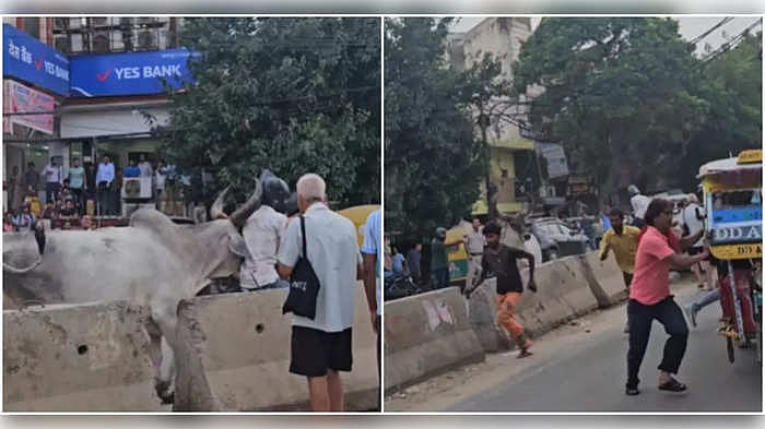 'ভোলা গুঁতো'...মনে পড়ে? ষাঁড়ের ঠেলায় পড়িমরি দৌড় দিল্লির রাস্তায় ...