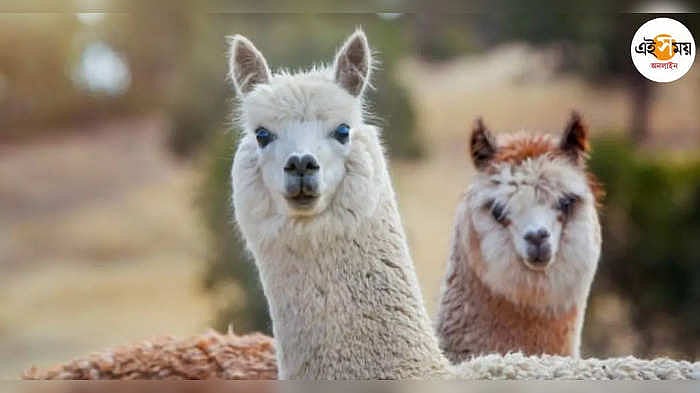 পাচারের আগে সীমান্ত থেকে উদ্ধার আলপাকা - bsf rescued south american ...