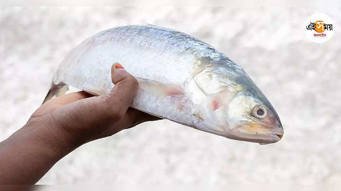 Hilsa Fish In Damodar River,দলছুট রুপোলি শস্য ধরা দিল দামোদরে, দাম উঠল ...