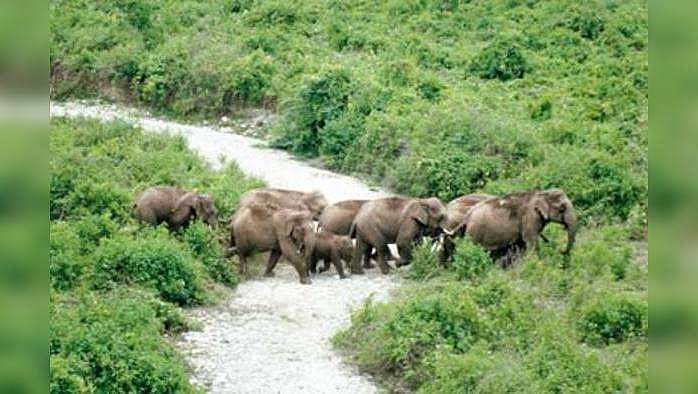 রেসিডেন্টদের ঘর ভাঙাচ্ছে অসমের ‘বহিরাগত’ হাতিরা - Assam elephant horde ...