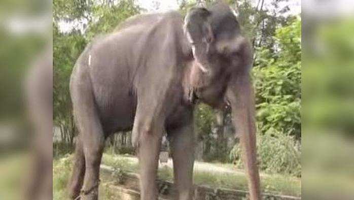 স্বাধীনতার স্বাদে কাঁদল গজরাজ! - Elephant 'cries' while being rescued ...
