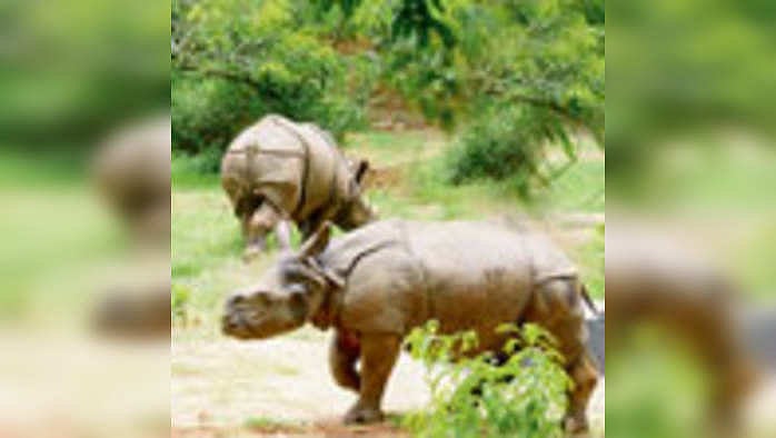 সঙ্গিনীর মন পেতে দ্বন্দ্বযুদ্ধে দুই গণ্ডার - clash between 2 rihnos ...