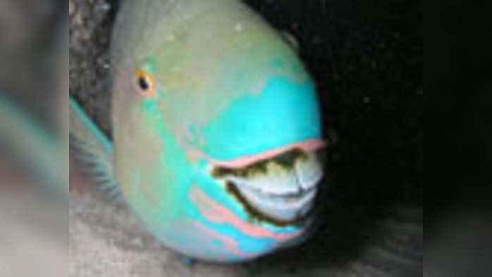 মাছের মলই বিচের বালি হাওয়াইয়ে - This Goofy Fish Poops Out White-Sand ...