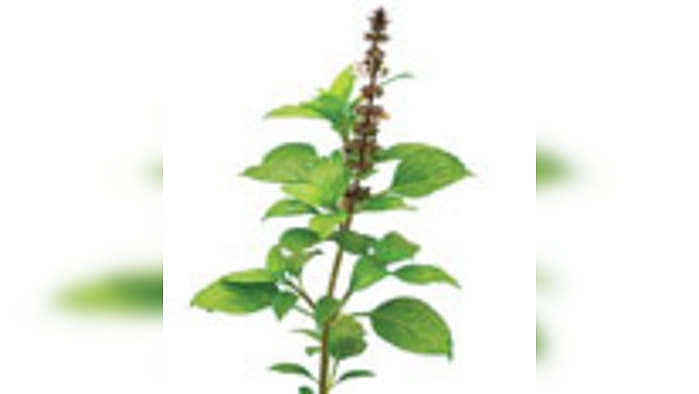 তুলসীতেই হবে সর্বমঙ্গল - role of Tulsi in Vastu Sastra - eisamay