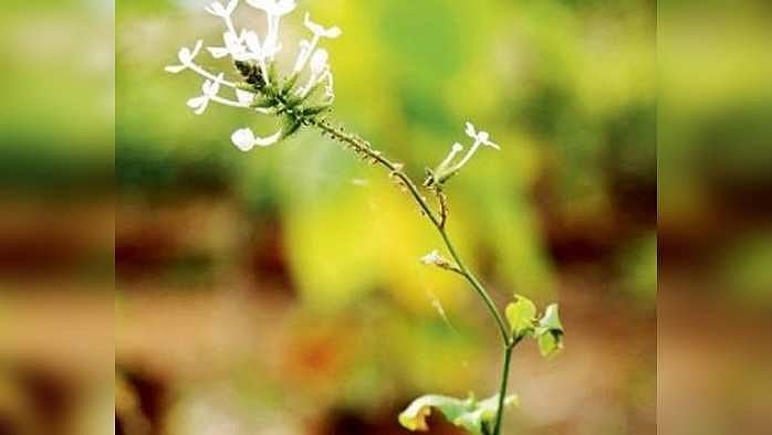 চিত্তভূমির বিচিত্র ফসল - Book Review of Tejesh Chandra Sen by Atri Mukherjee - eisamay