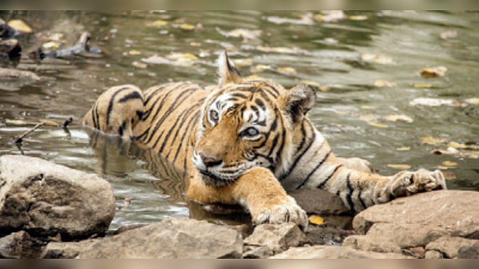 প্রকৃতির নিয়ম ভেঙে তার বয়স হল ২০ - Machhali turns 20, is world's ...