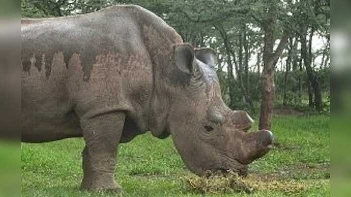 Rhino,শেষ পুরুষ গন্ডার অসুস্থ , সঙ্কটে ৩ সদস্যের প্রজাতি - world's last ...