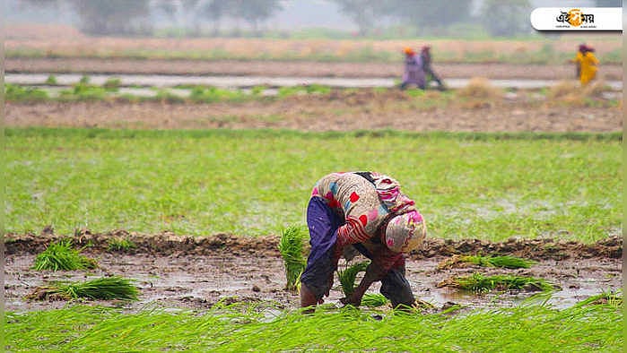 Child Labour,কারখানা নয়, খেতখামারে নিযুক্ত সংখ্যাগরিষ্ঠ শিশুশ্রমিক ...