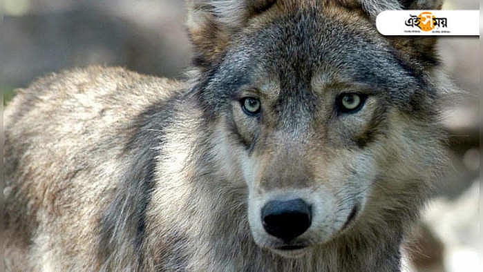 Naya's Killer,বেলজিয়ামে ‘নায়া’র খুনির মাথার দাম ২৩ লাখ টাকা - belgium ...