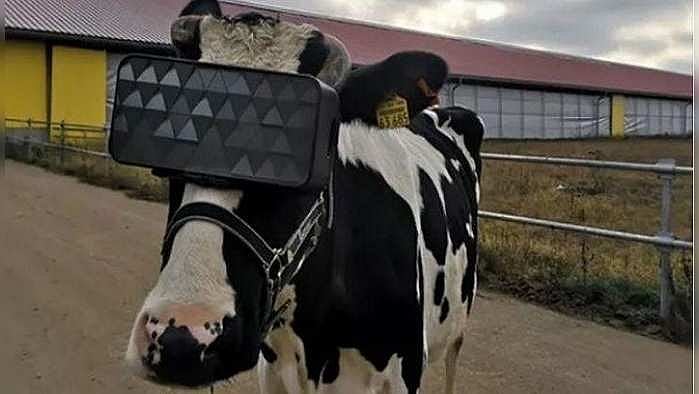 Russian Cows Wear Vr GogglesVR Goggles,গোরুর চোখে ভিআর চশমা, আনন্দে ...