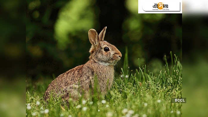 Pet Rabbit,বাড়িতে খরগোশ পুষতে চান? কোন বিষয়ে নজর দেবেন, জানুন ...