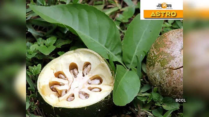 Use Of Bilwa Patra,বেল পাতায় নাকি লক্ষ্মীর বাস! শিব ছাড়া বেল পাতায় ...