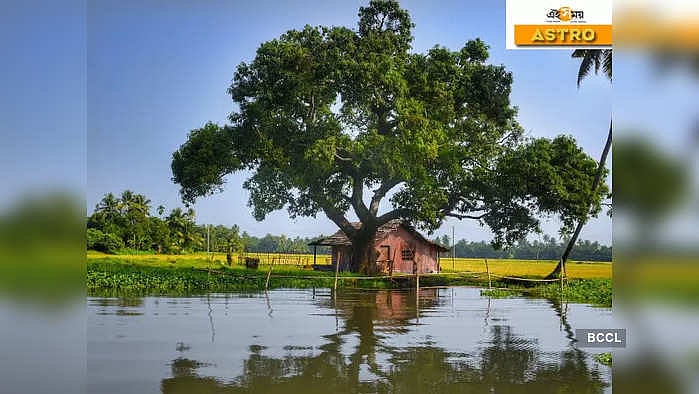 Devine Trees,আমলকি গাছে বিষ্ণু, শমি গাছে শনির বাস, কোন কোন গাছের পুজো ...