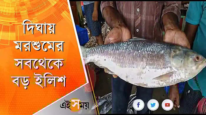 Ilish Fish Price,Hilsa fish Price: ওজন আড়াই কেজি! মৎস্যজীবীর জালে ...