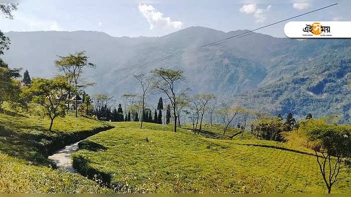 Rangli Rangliot Tea Garden,রোম্যান্টিক রুঙ্গলি ও এক বিস্মৃতপ্রায় ...